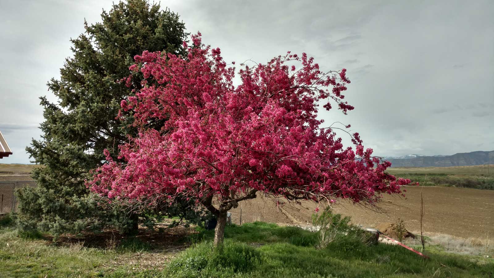 Crabapple-&-Pine2 - Alpine Tree Service, LLC